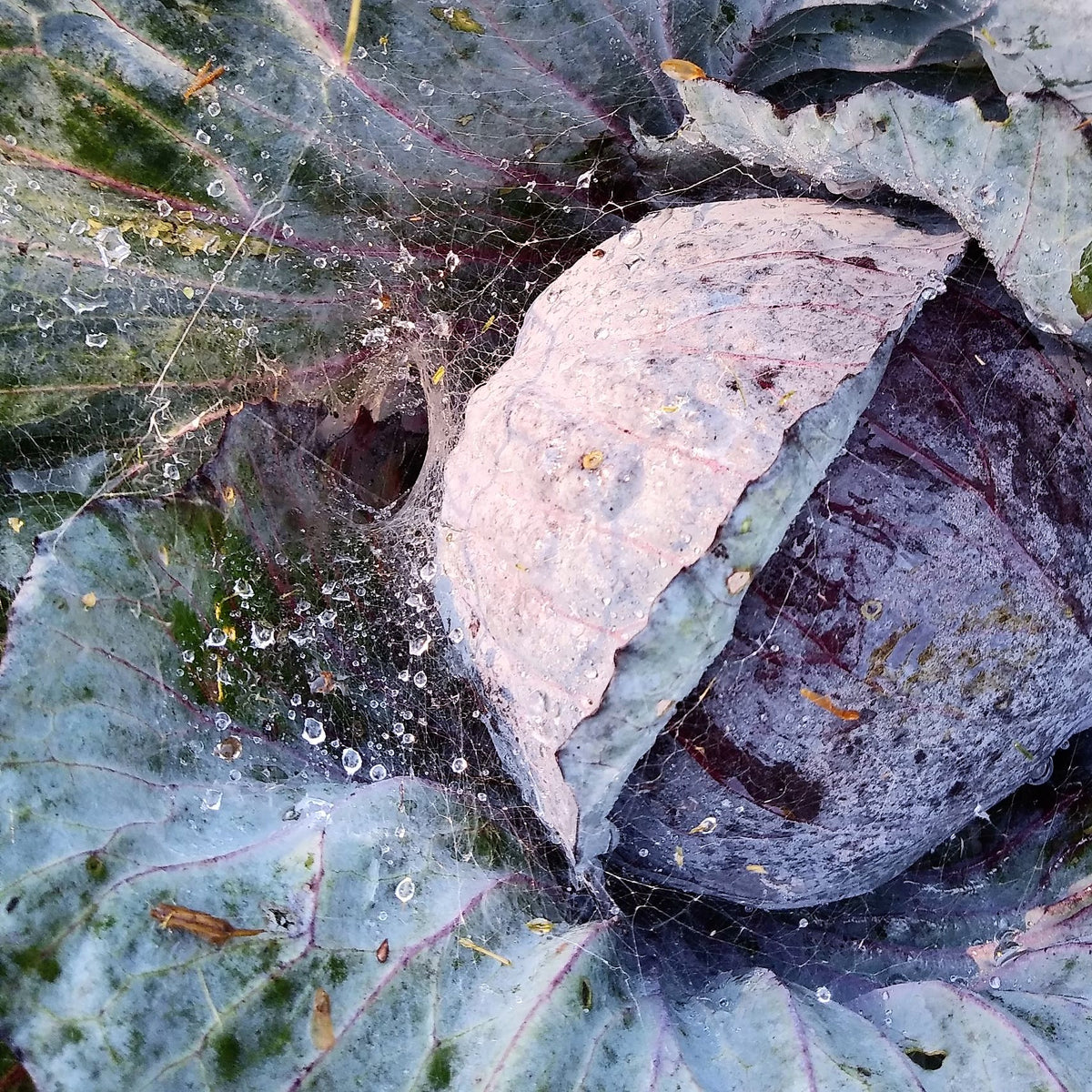 Cobweb & Spider Invasion... – Prism Patch